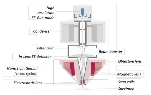 Field Emission Scanning Electron Microscopy (FE-SEM)