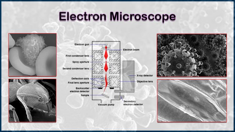 TEM Grids: Grids Used In Transmission Electron Microscopy TEM Grids: Grids Used In Transmission Electron Microscopy